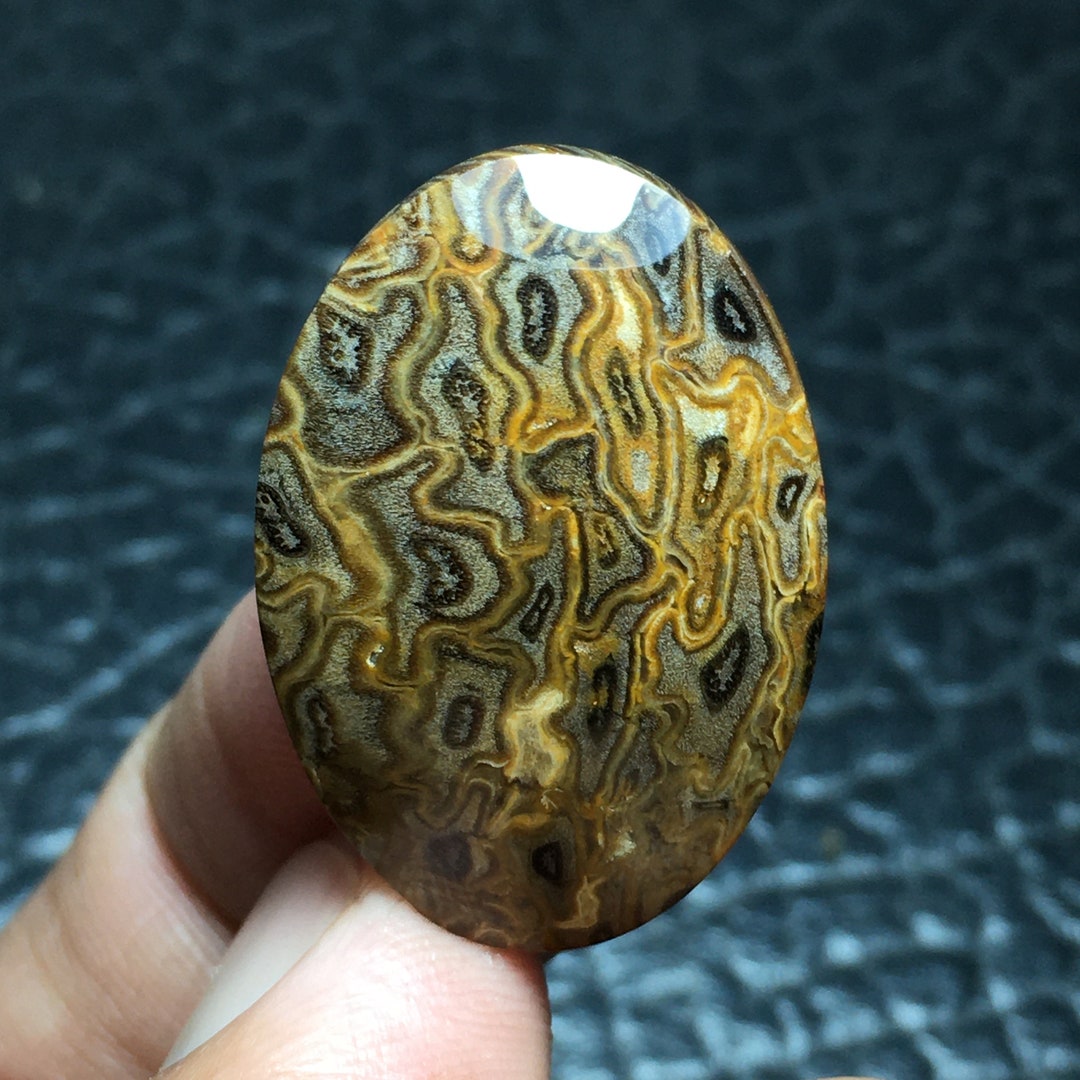 Rare Unique Petrified Palm Wood Leopard Agate Cabochon - Etsy