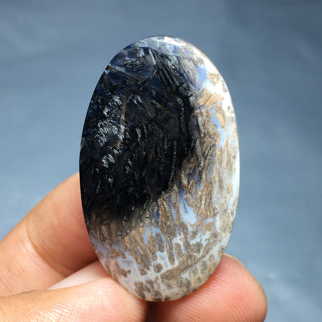 Rare Natural Agatized Petrified Palm Wood Fossil Cabochon, Petrified ...