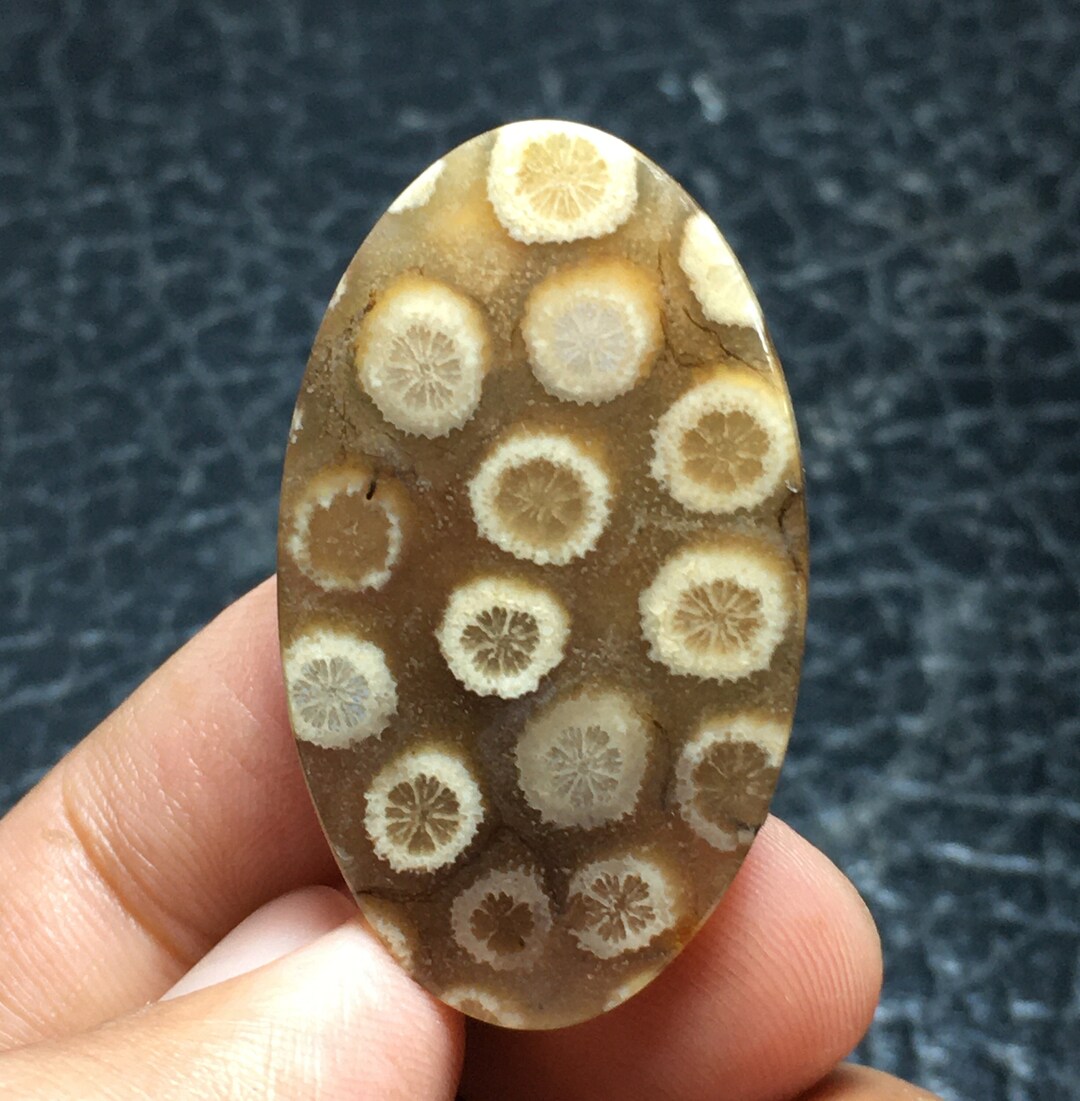 Lotus Flower Coral Fossil Agate Cabochon (37x22x6) Mm - Etsy