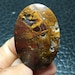 Multicolor Agatized Petrified Palm Wood Fossil Cabochon 29x20x5 Mm - Etsy