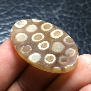 Lotus Flower Coral Fossil Agate Cabochon (37x22x6) Mm - Etsy