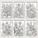 50 Blooming Desert Coloring Pages for Adults and Kids,cactus Digital ...