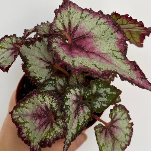 Jurassic Rex Begonia 'watermelon' | Etsy