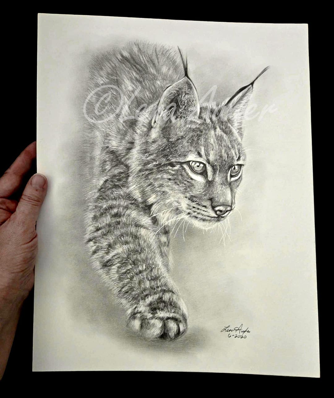 Wildcat Cat Portrait Hand Drawn ORIGINAL Graphite Pencil Drawing, Wild ...