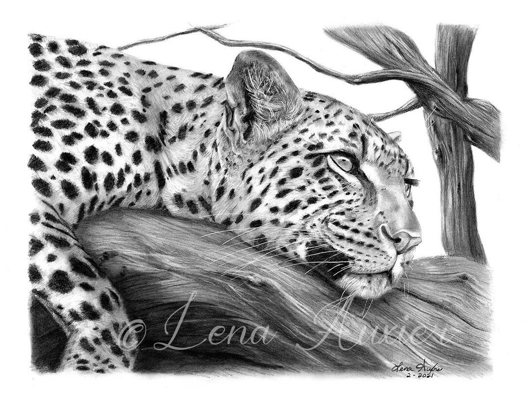 Leopard in Tree Original 11x14 Pencil Drawing, Spotted Big Cat Wall ...