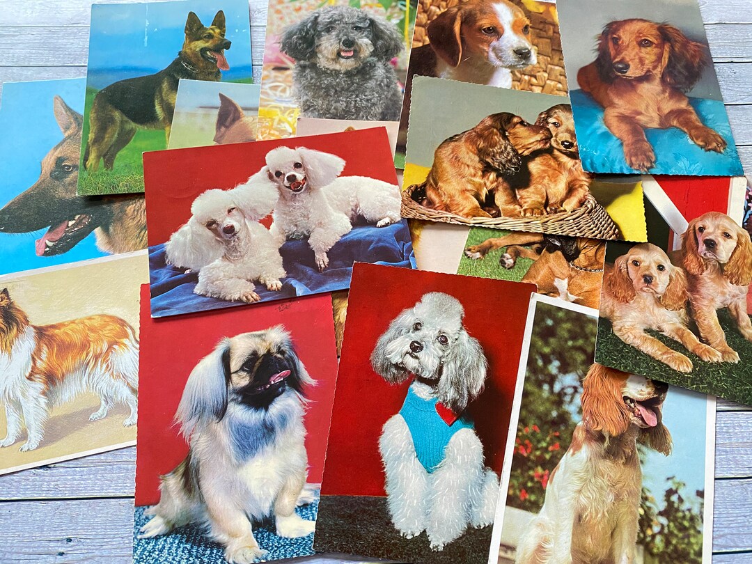 8 Vintage, Dutch Postcards With Dogs Puppies 1970's, Postcards, Vintage ...