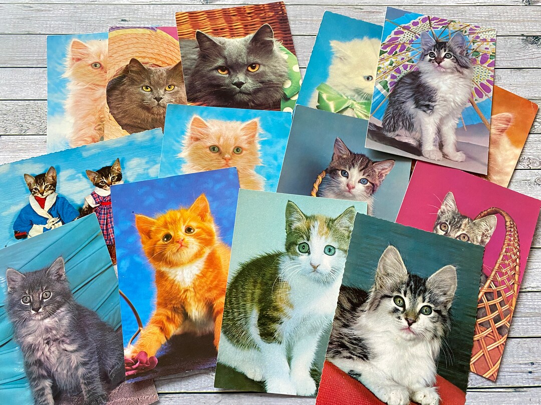 Set of 8, Vintage, Dutch, Postcards, With Cats, Kittens, 1970's ...
