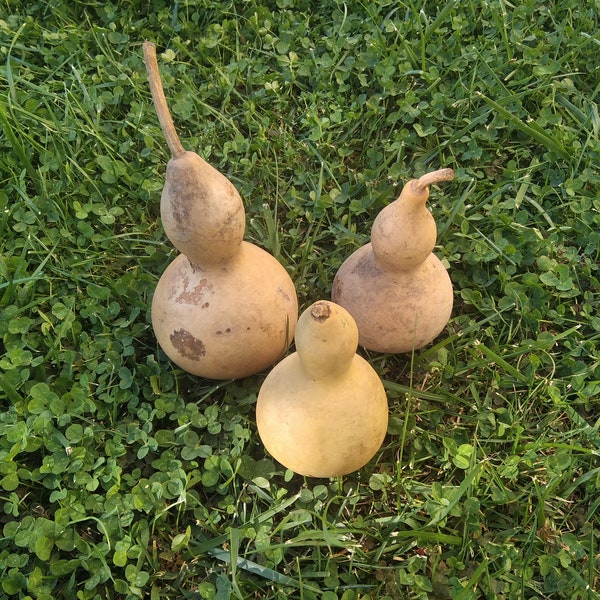 Dried Gourds - Etsy