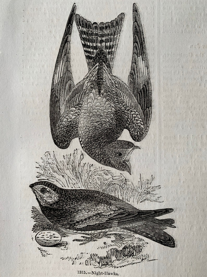 Hawk Nightjar Original Antique 1840s Engraving | Etsy