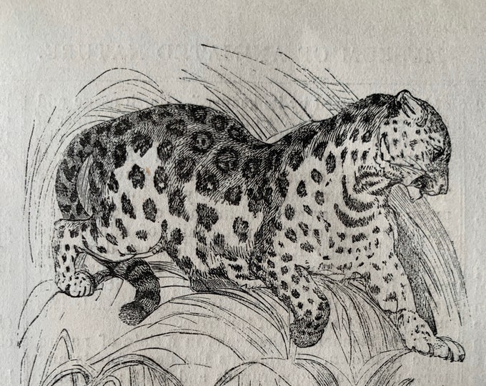 Wild Cat, Jaguar, Puma, Leopard Original Antique 1840s Engraving - Etsy