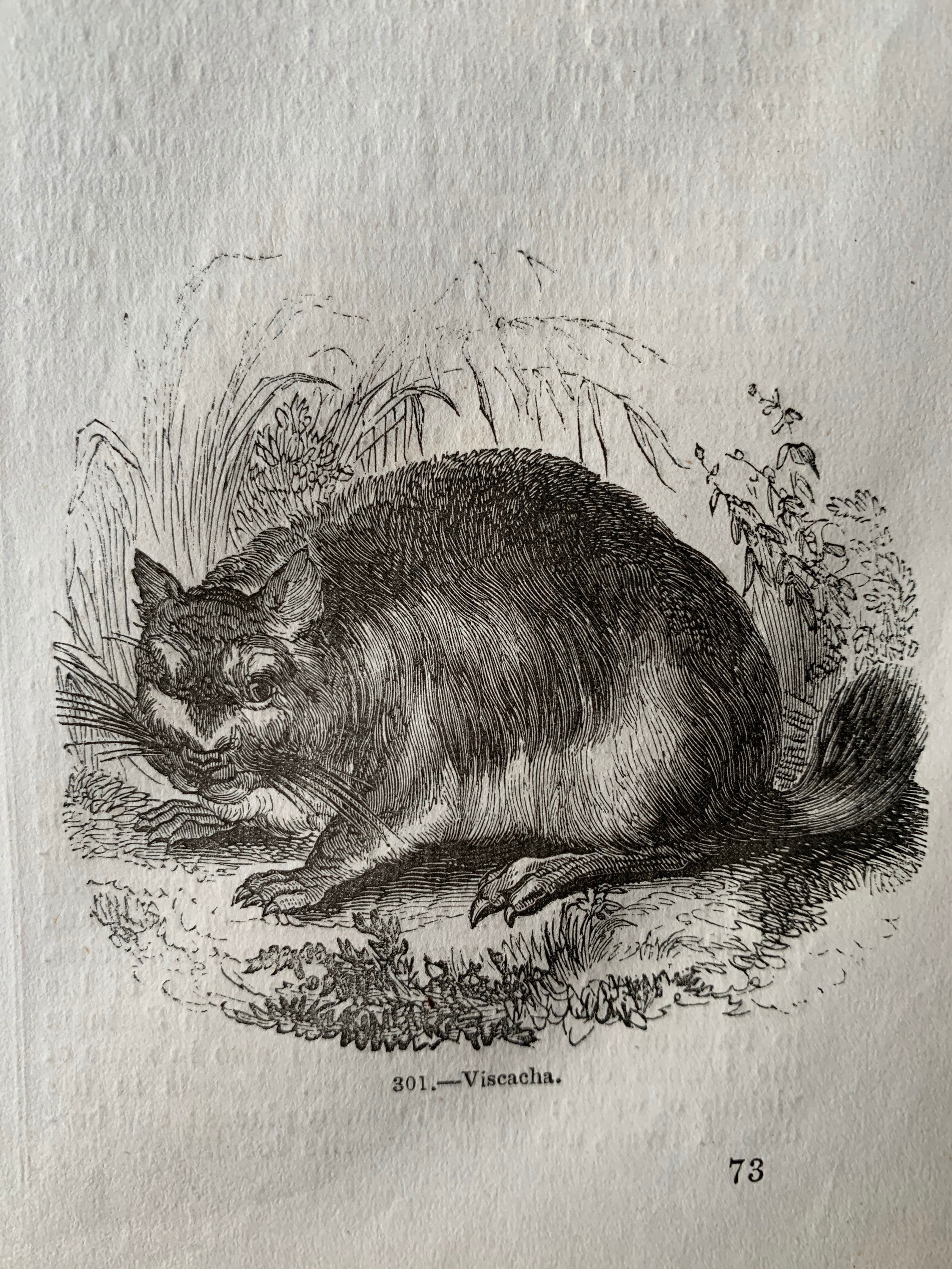 Chinchilla Paca Viscacha Rodent Skeleton Original Antique | Etsy