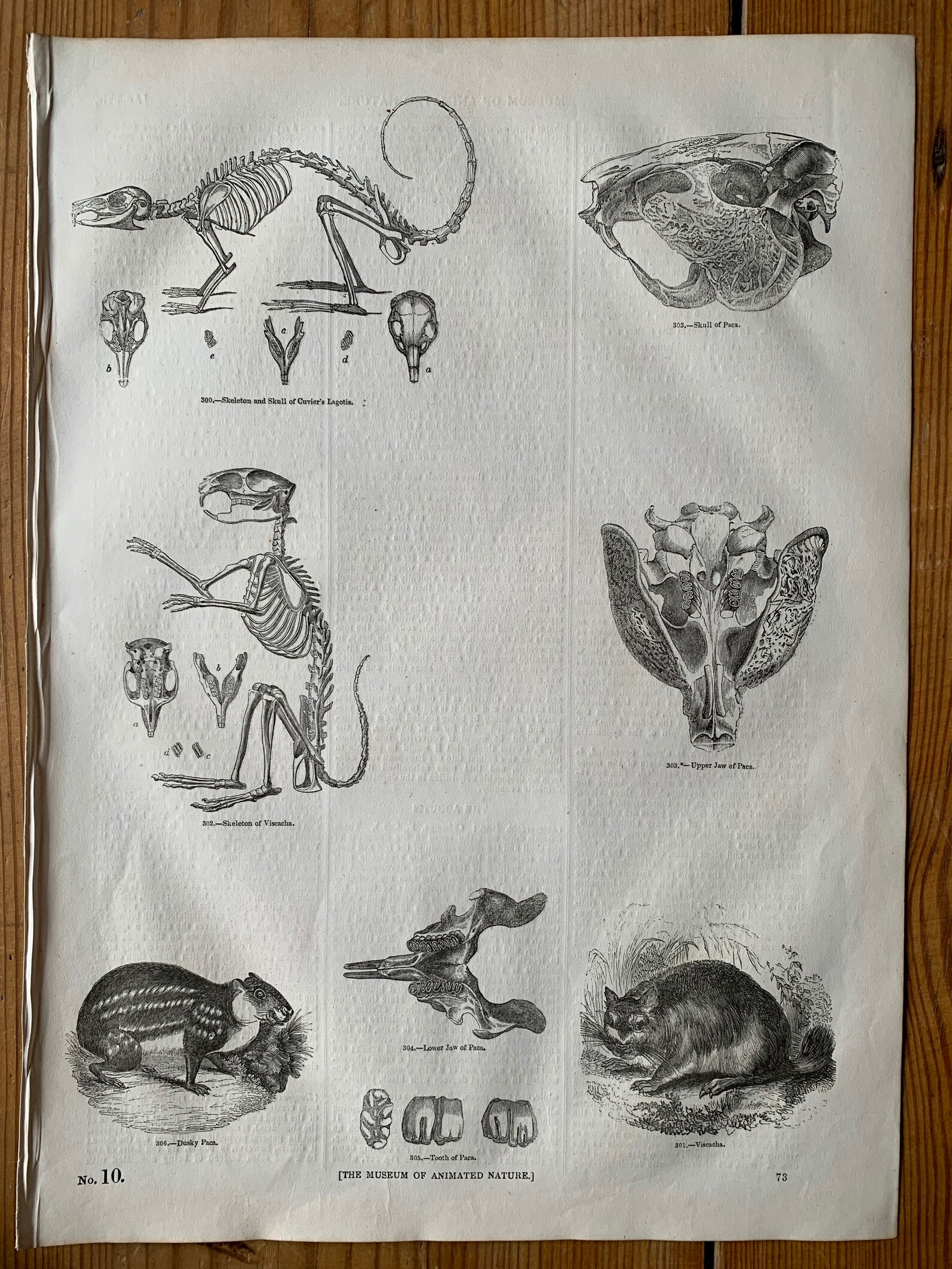 Chinchilla Paca Viscacha Rodent Skeleton Original Antique | Etsy