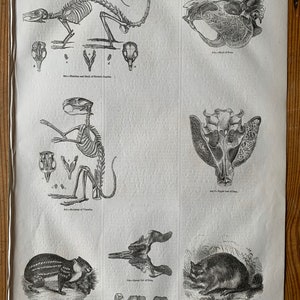 Chinchilla Paca Viscacha Rodent Skeleton Original Antique | Etsy