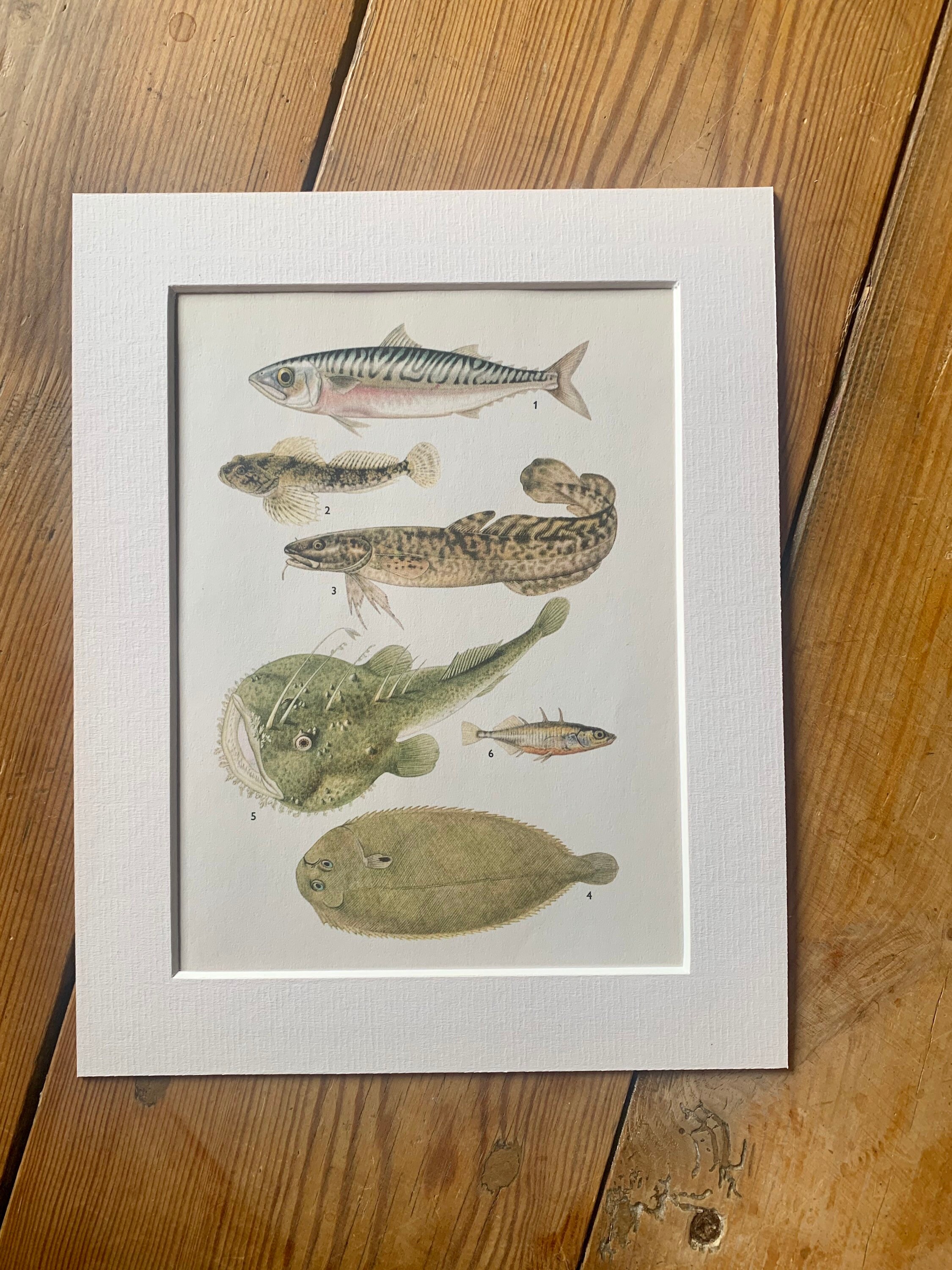Vintage Fish Print 1970s Original Vintage Nature | Etsy