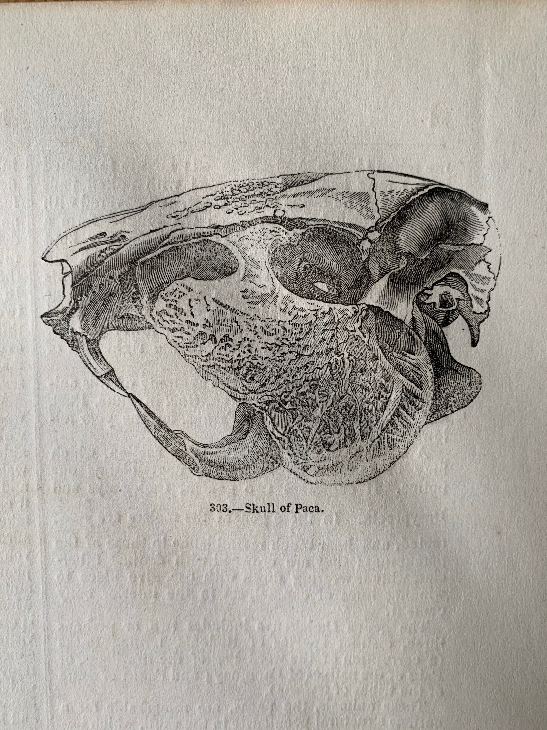 Chinchilla Paca Viscacha Rodent Skeleton Original Antique | Etsy