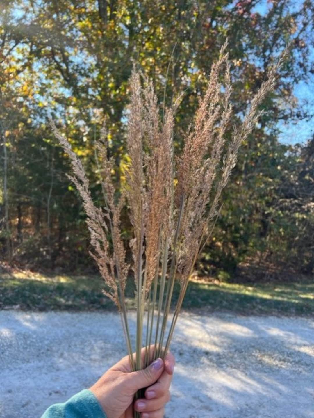 Dried Prairie Grass, Autumn Centerpiece, Fall Decor, Natural Boho Dried ...
