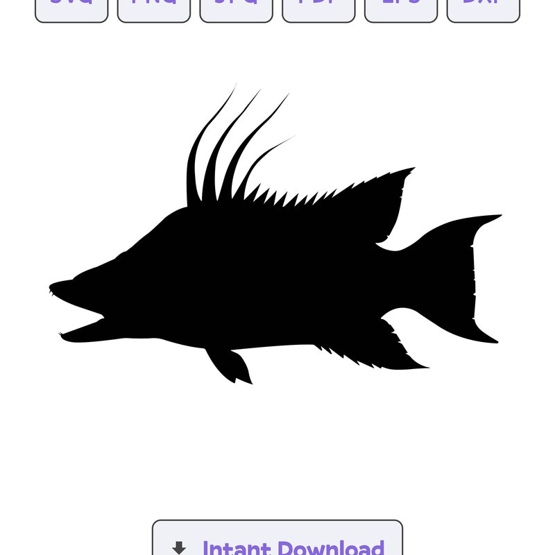 Hogfish - Etsy
