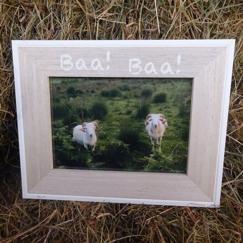 Sheep Picture - Etsy