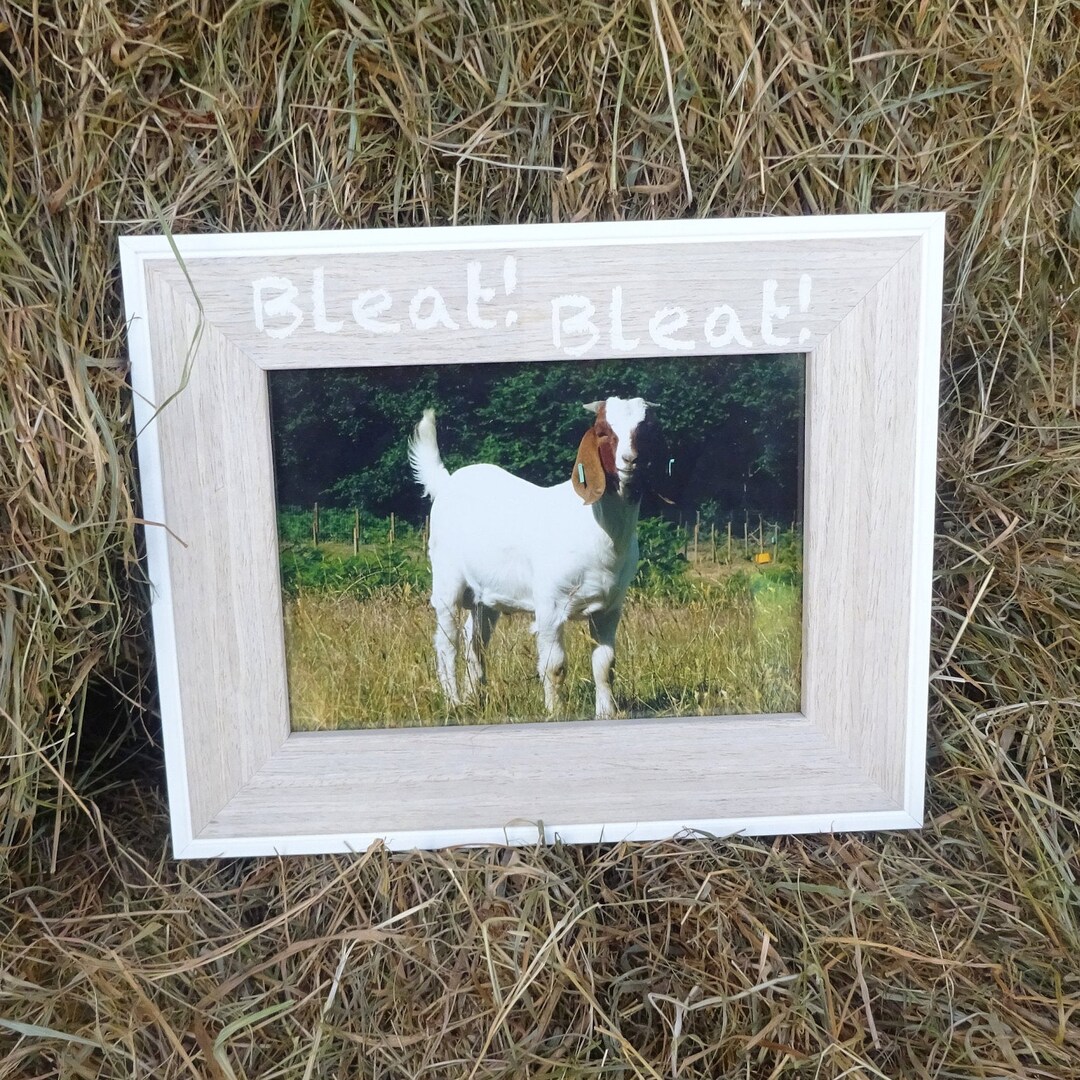 Photo Frame Goat Kid Gift for a Goat Lover Gift for a - Etsy