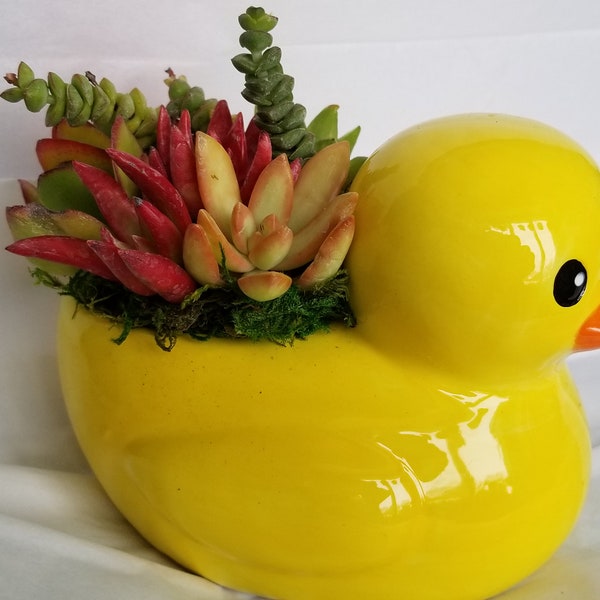 Rubber Plant Live - Etsy