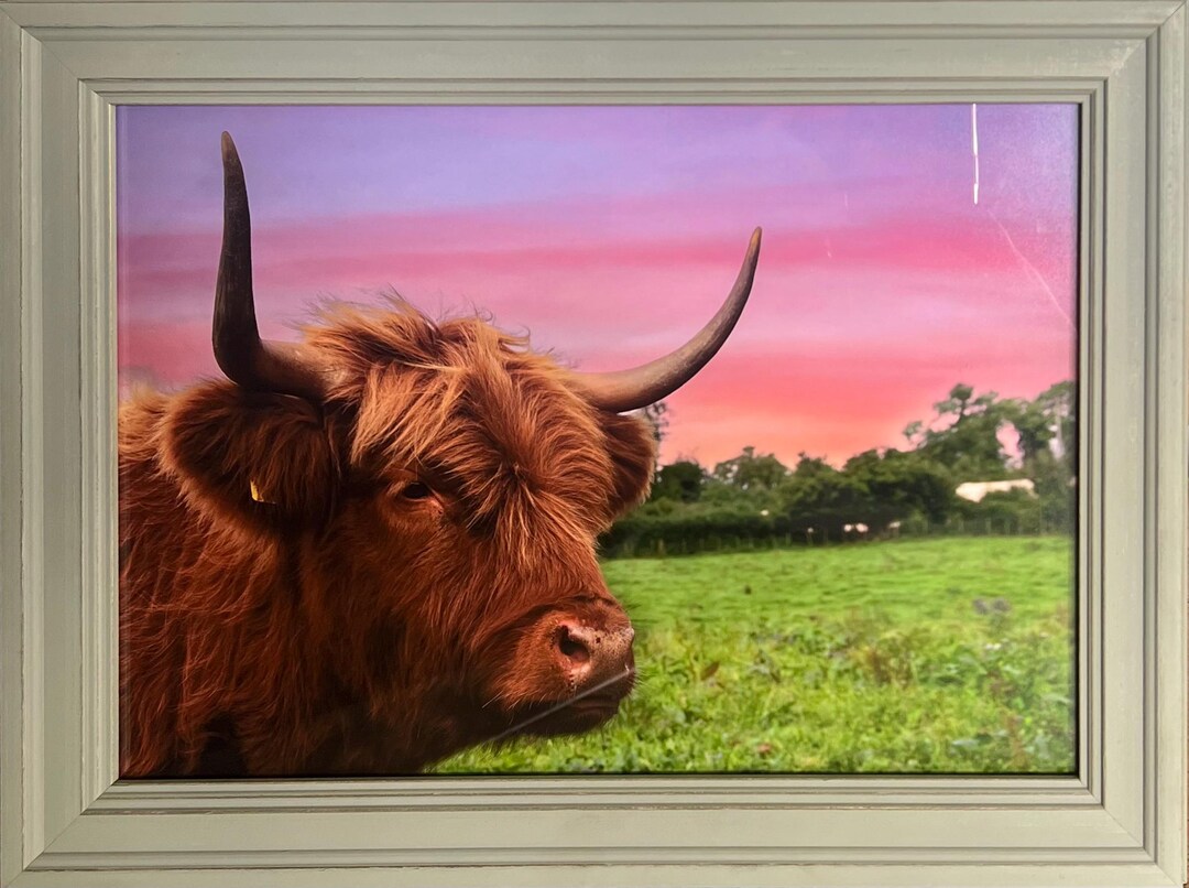 Sun Setting Behind Highland Cow - Etsy