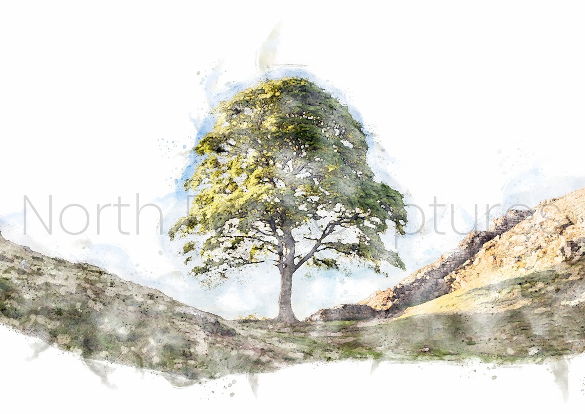 Sycamore Gap Tree Fine Art Print on Hadrian's Wall near | Etsy