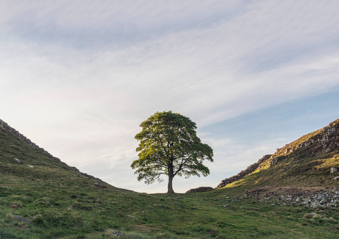 Sycamore Gap Tree (lone Sycamore) Print on Hadrian's Wall Near Crag ...