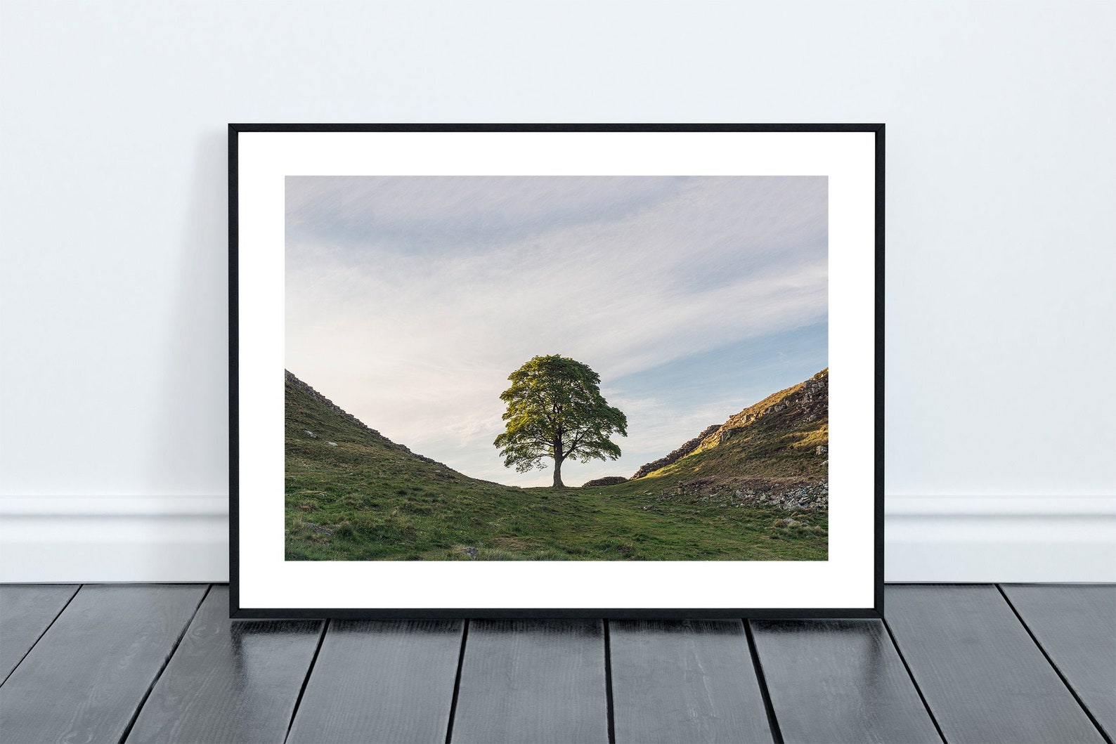 Sycamore Gap Tree Lone Sycamore Print on Hadrian's Wall | Etsy