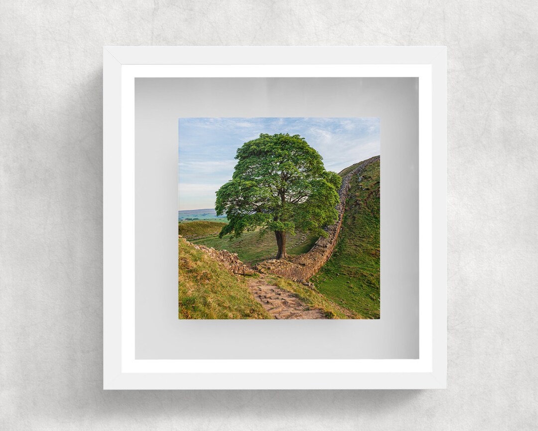 Sycamore Gap Tree and Hadrian's Wall | Box Framed Ceramic Tile ...