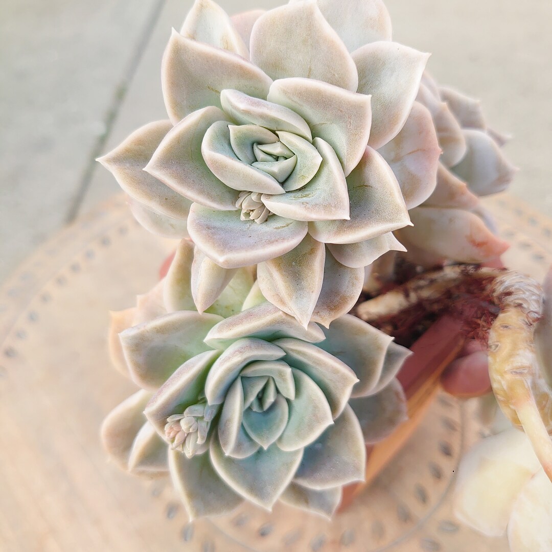 Graptoveria Harry Watson - Etsy