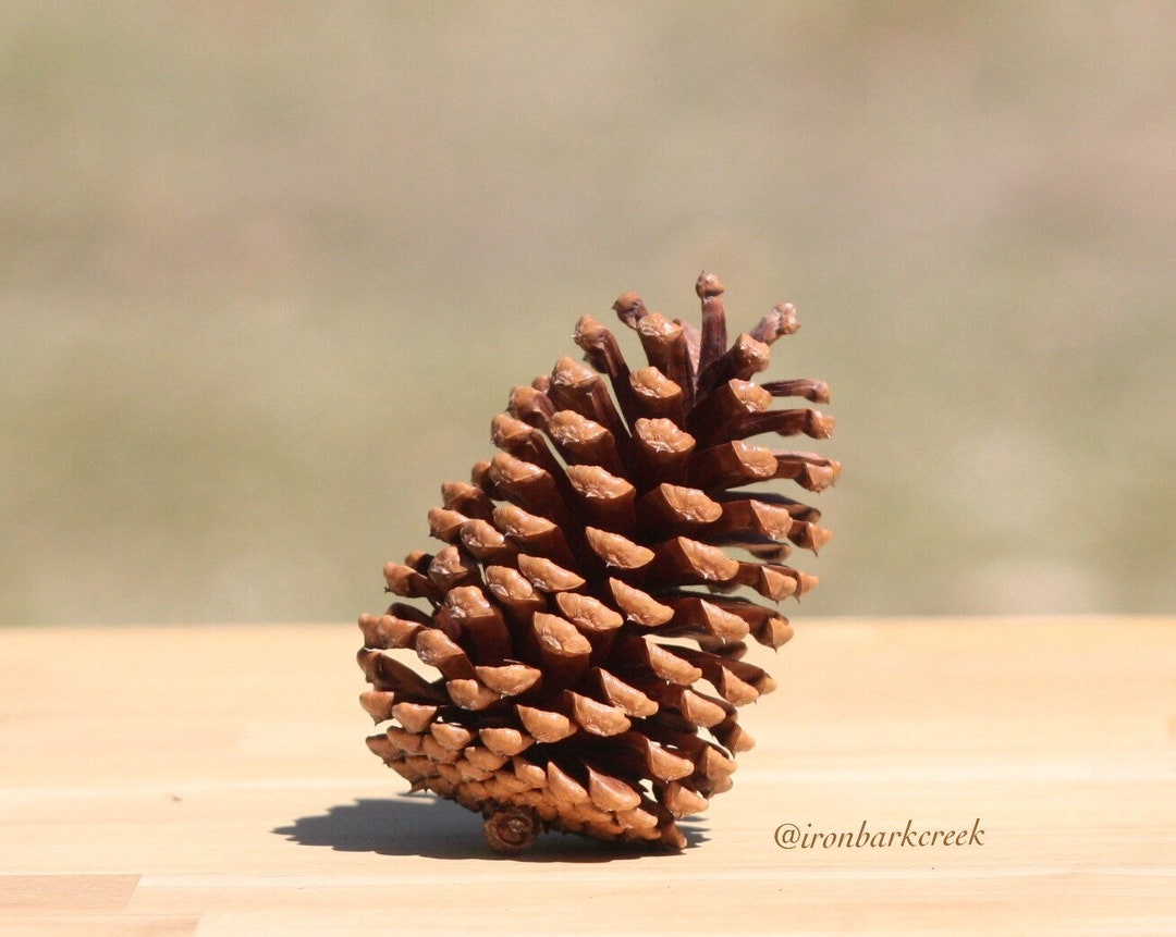 Piñas, 5 piñas grandes, artesanía, arte, rústico, bodas, floristería ...