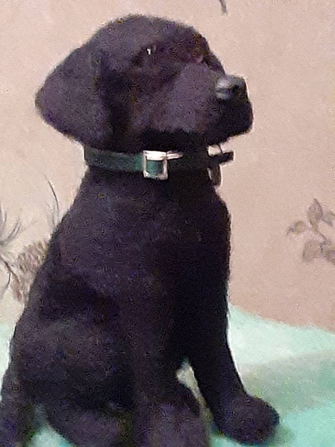Black Lab Needle Felted - Etsy
