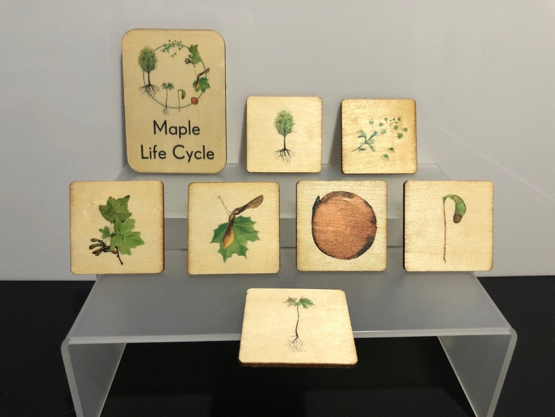Life-cycle Tiles Turtle Butterfly Maple Tree Strawberry - Etsy