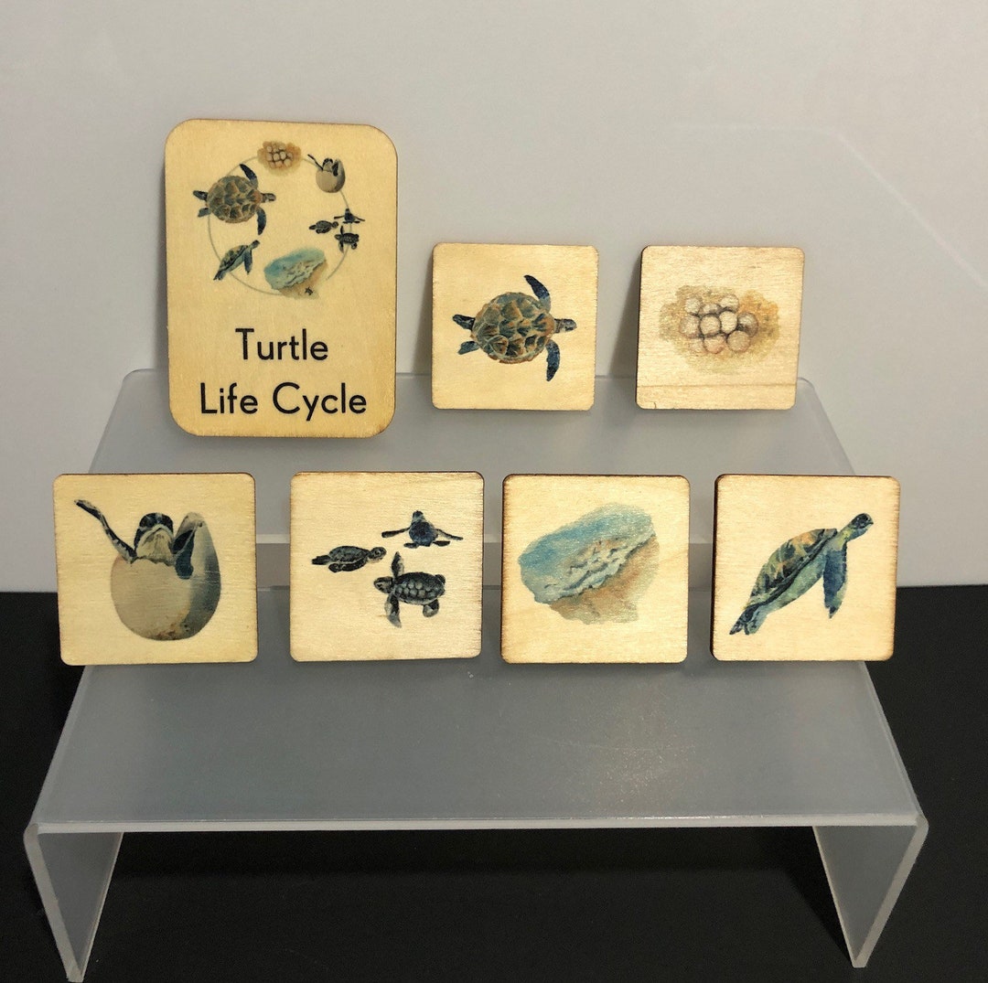 Life-cycle Tiles, Turtle, Butterfly, Maple Tree, Strawberry, Frog, Wood ...