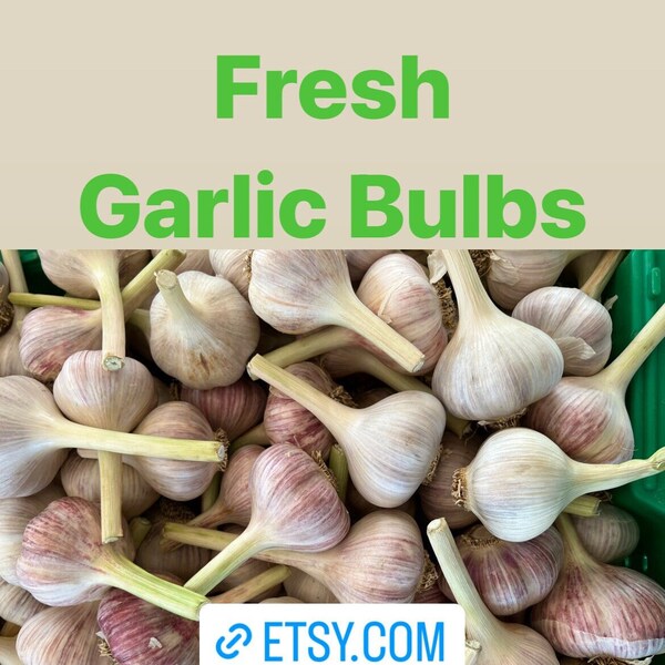 Garlic - Etsy