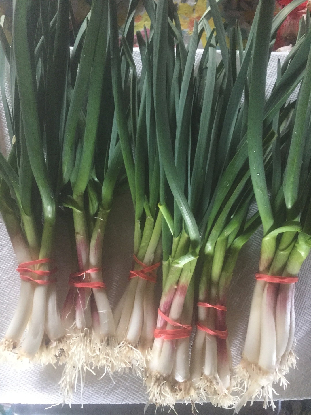 Delicious Spring Green Garlic Bunch - Etsy