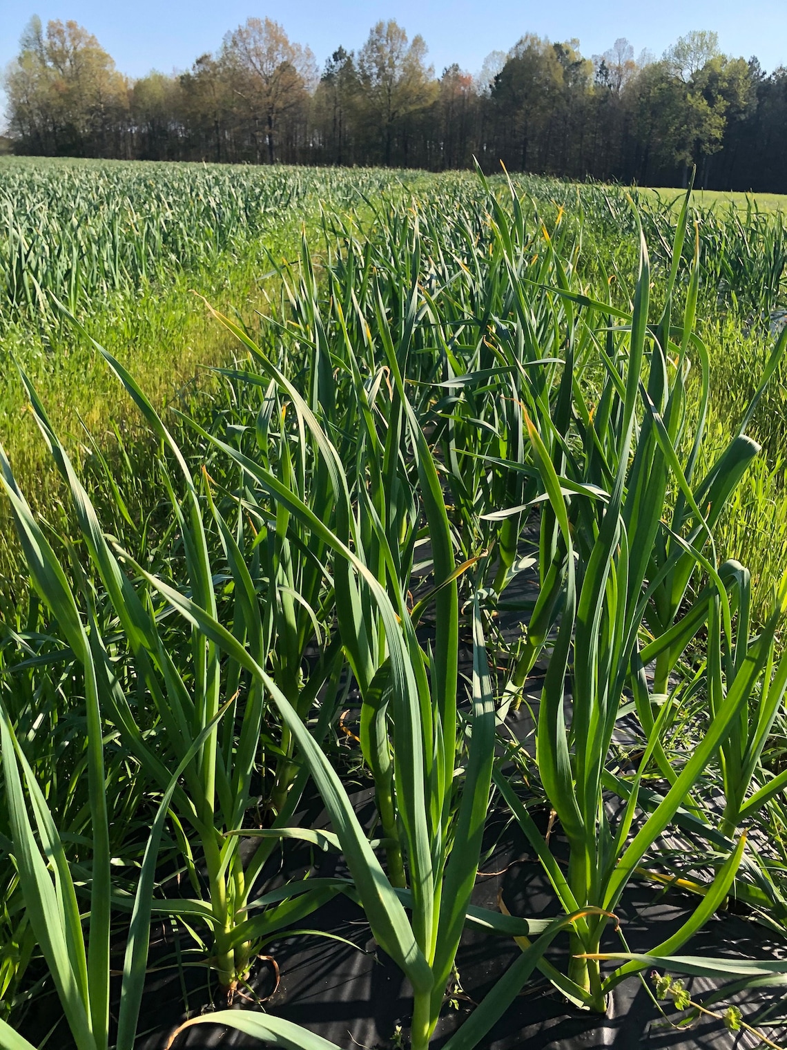 Garlic Dibbler Wheel - Etsy