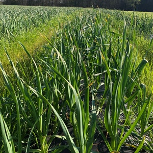 Heavy Duty (4) Row Dibbler Wheel - Etsy