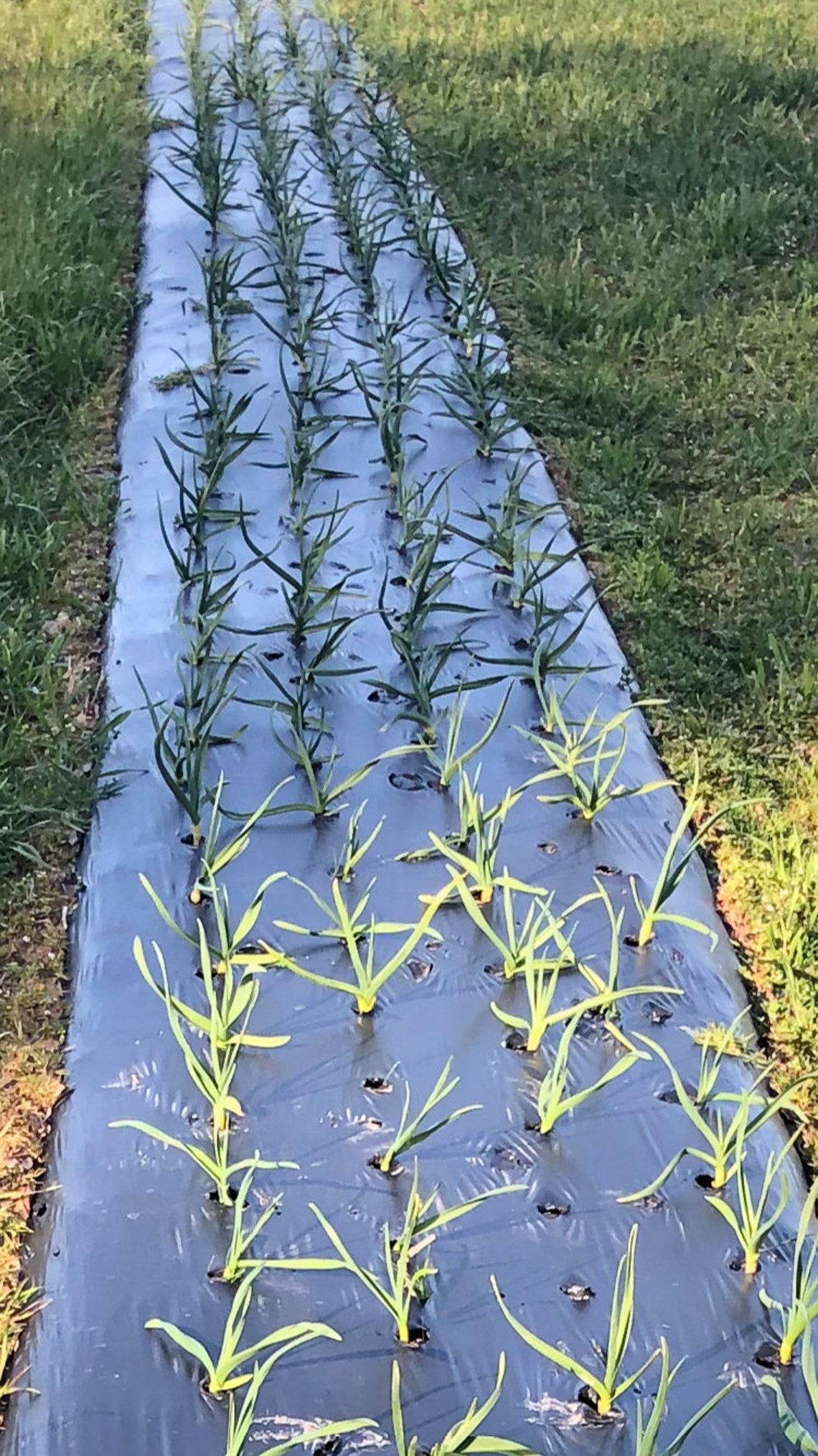 Garlic Dibbler Wheel - Etsy