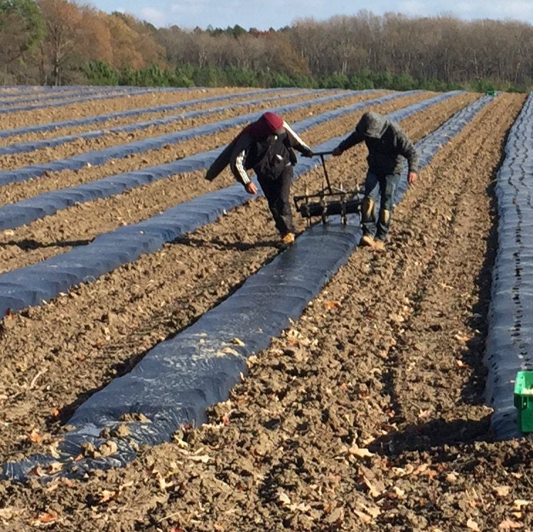 Heavy Duty 4 Row Dibbler Wheel - Etsy