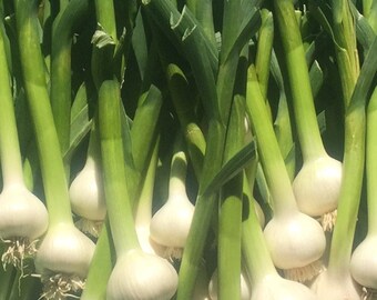 Garlic Bulbs, Whole Sold per Bulb, Ready for Planting or Preparing as a ...