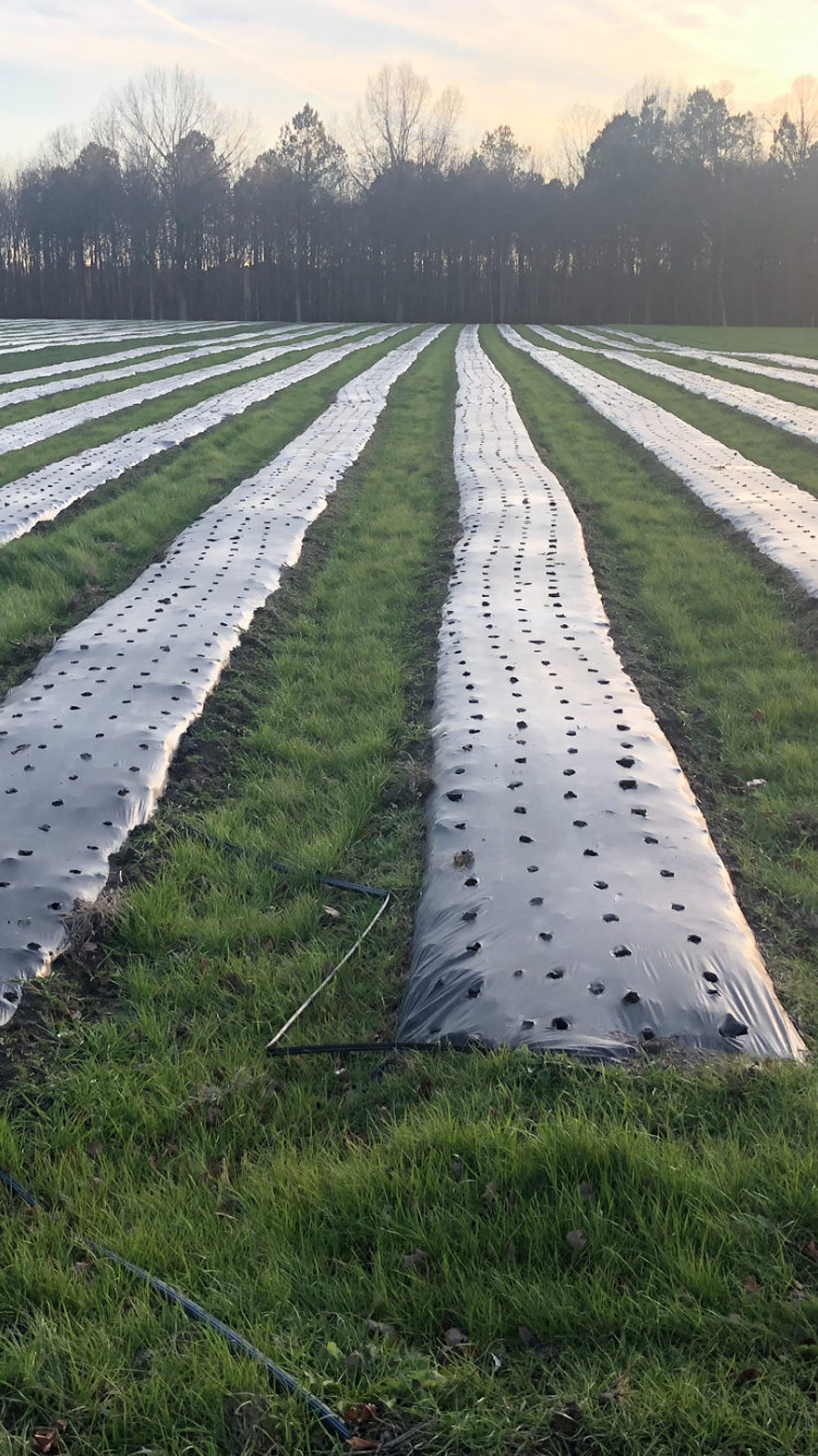 Garlic Dibbler Wheel - Etsy