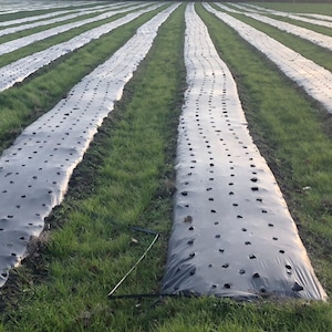 Heavy Duty (4) Row Dibbler Wheel - Etsy