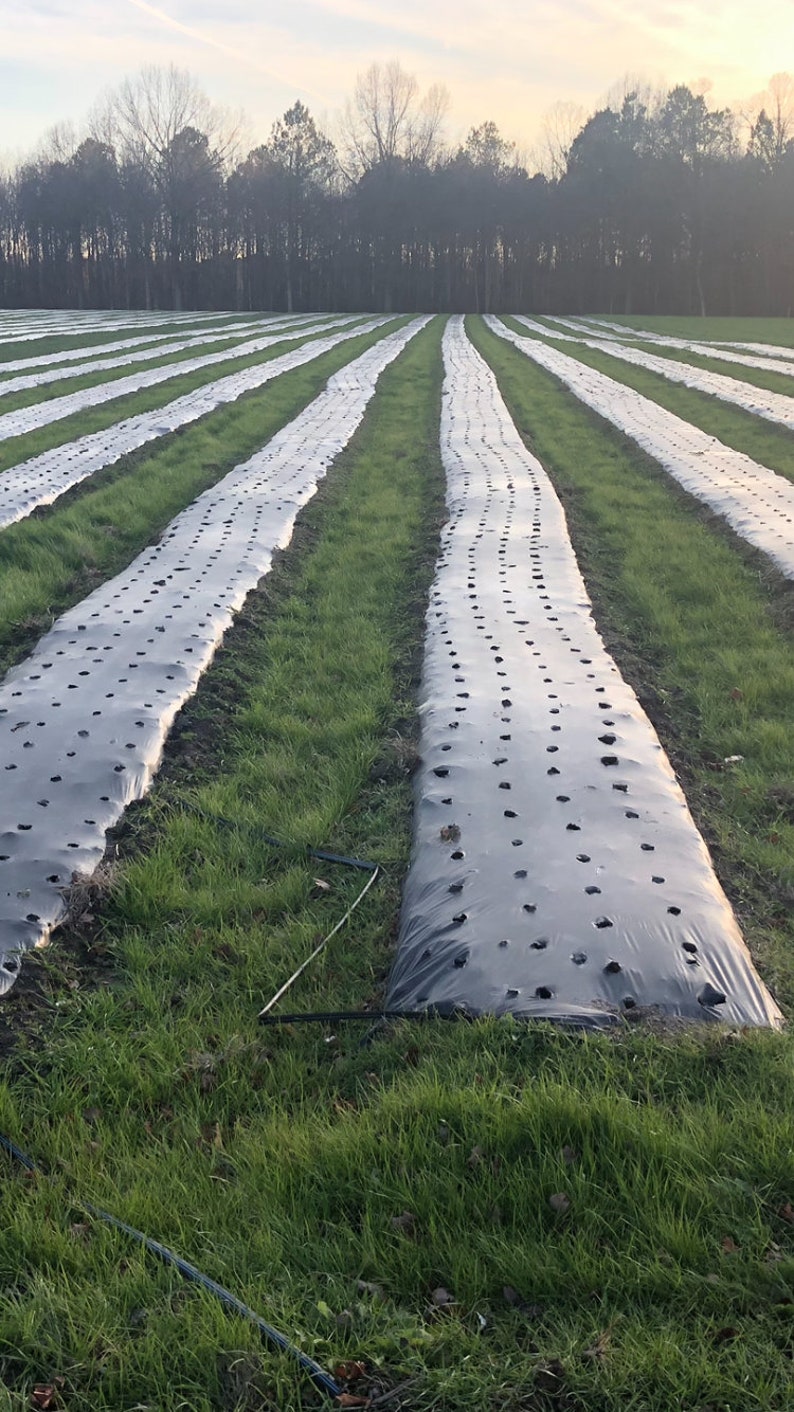 Garlic Dibbler Wheel - Etsy