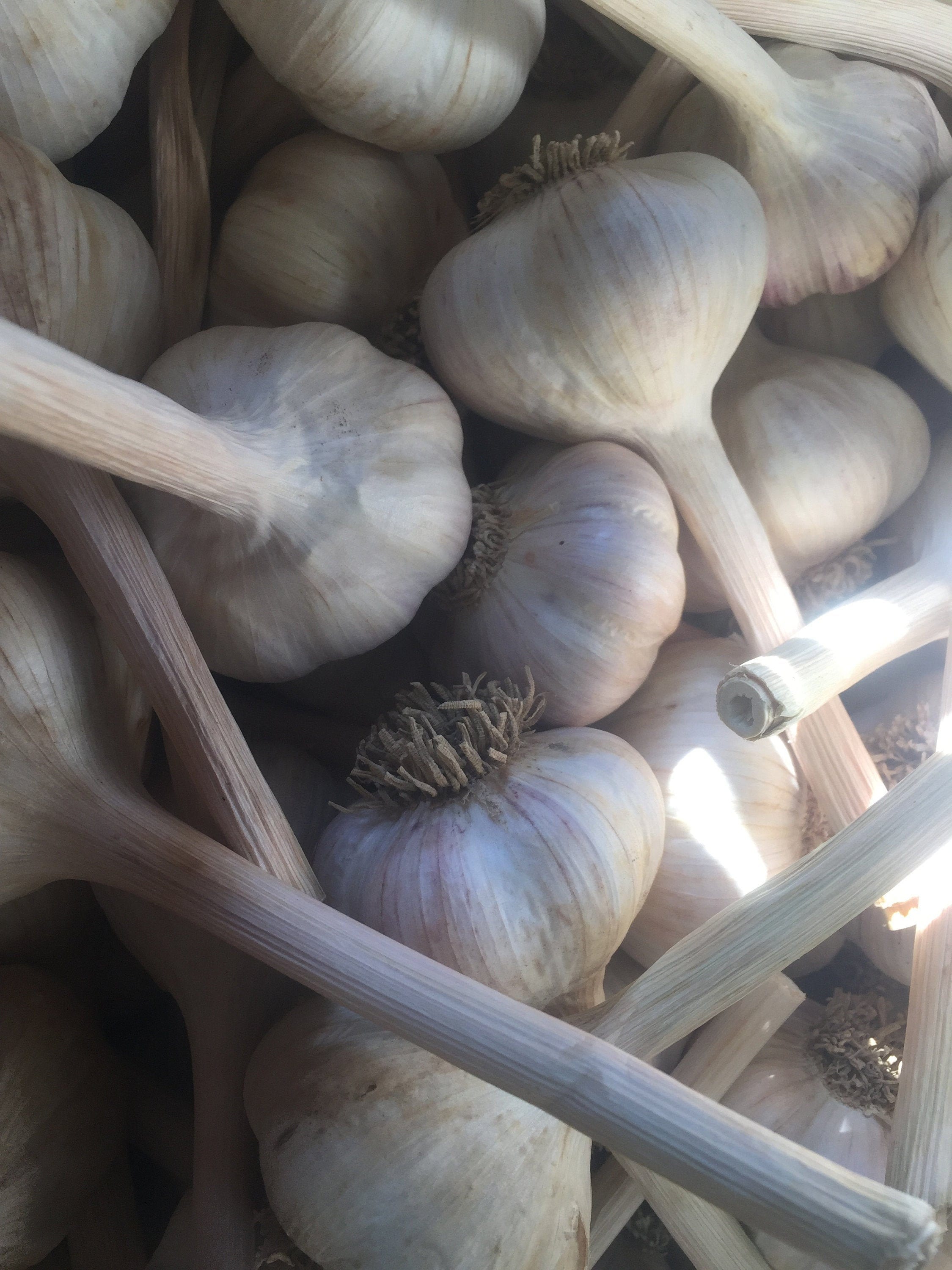 The Garlic Box exceptionally Delicious - Etsy