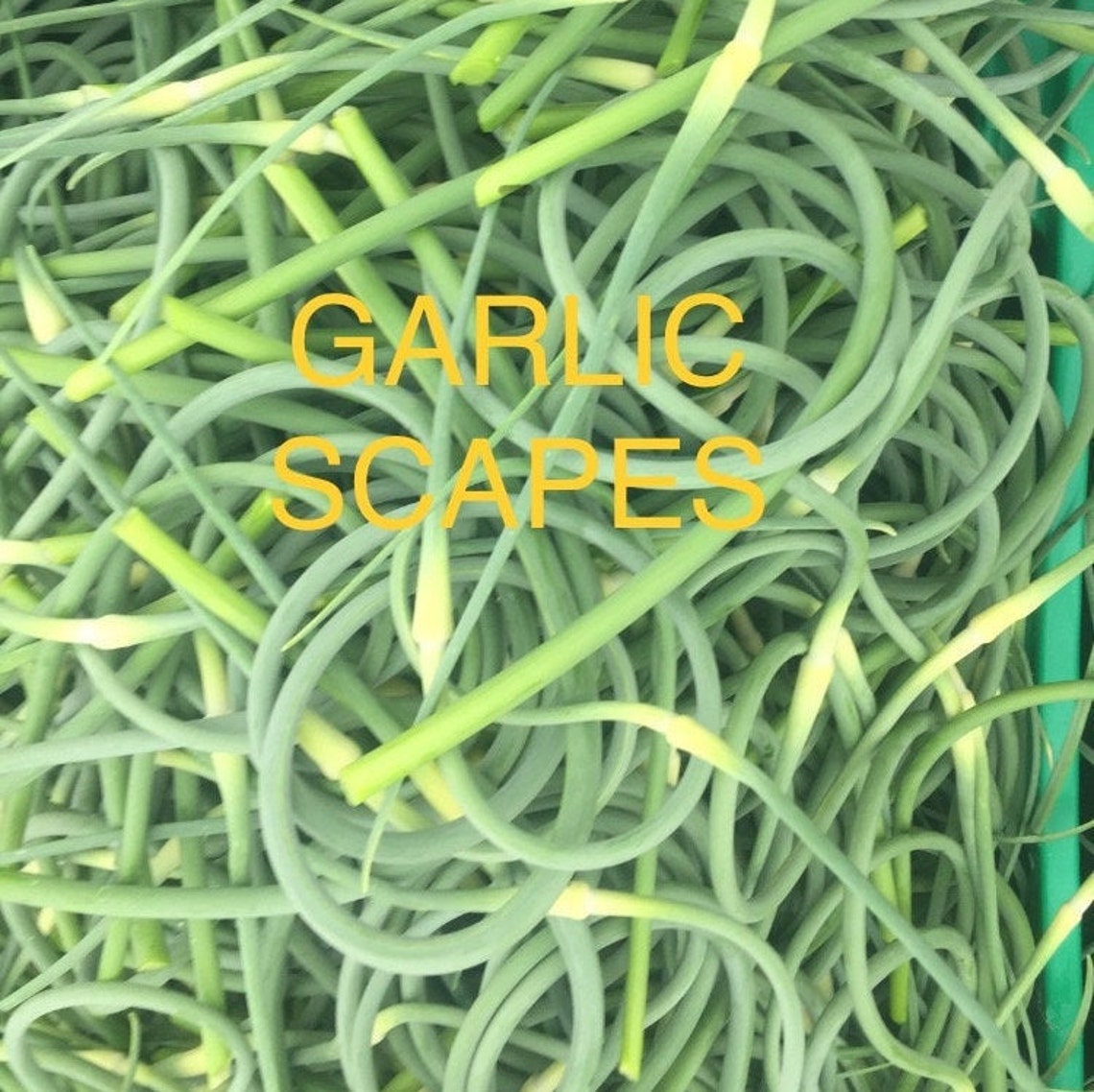 The Garlic Box exceptionally Delicious - Etsy