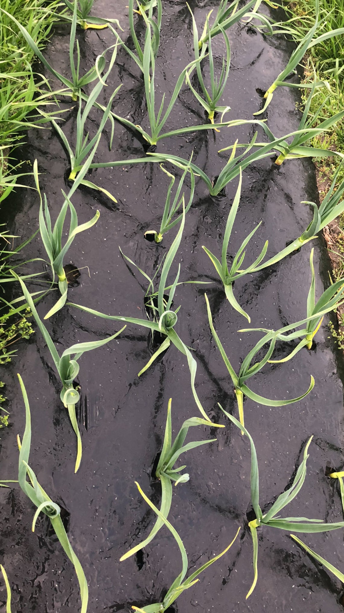 Garlic Dibbler Wheel - Etsy