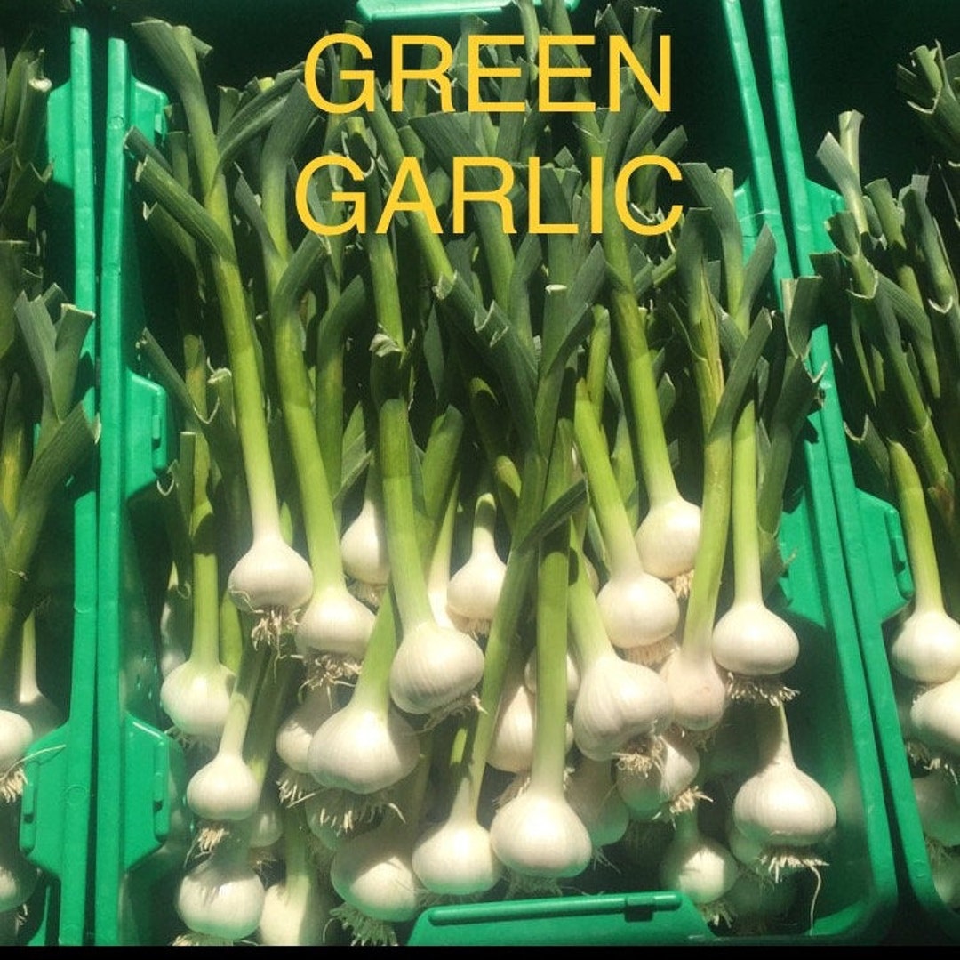 The Garlic Box exceptionally Delicious - Etsy