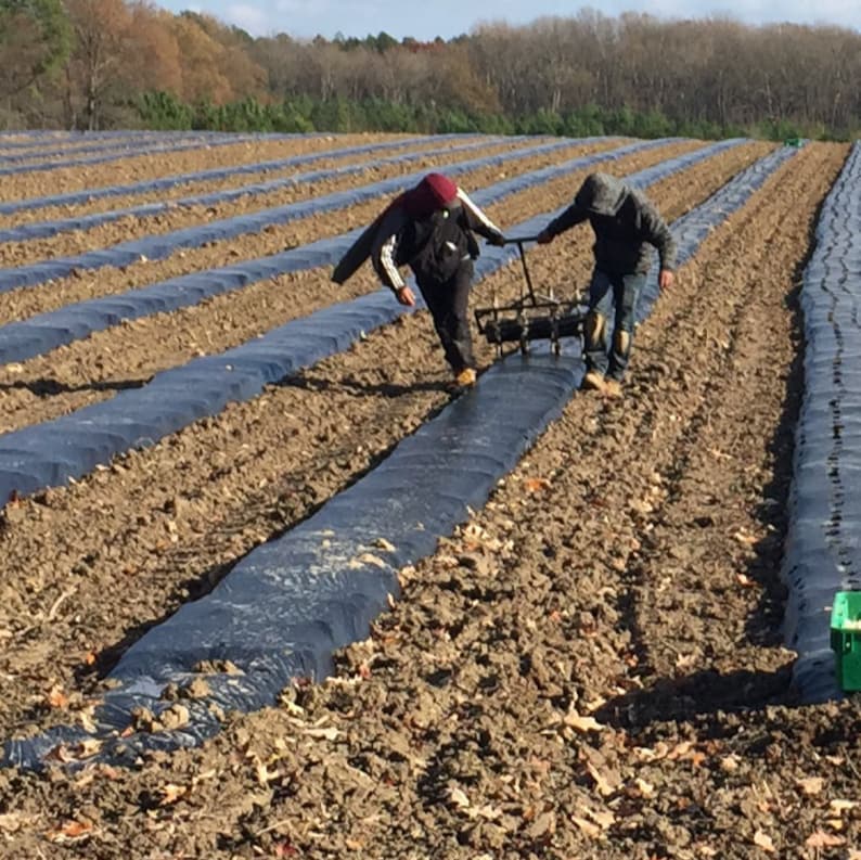 Garlic Dibbler Wheel - Etsy