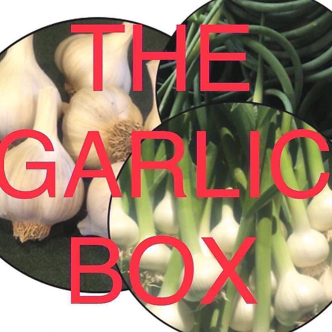 The Garlic Box (exceptionally Delicious) - Etsy